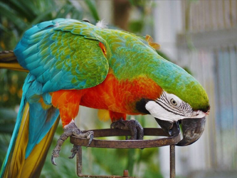 Descubre las Mascotas Más Exóticas del Mundo